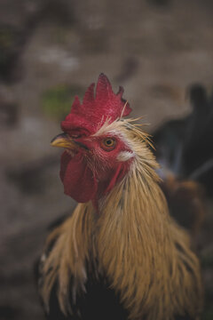 Imágenes de Gallito: descubre bancos de fotos, ilustraciones, vectores ...