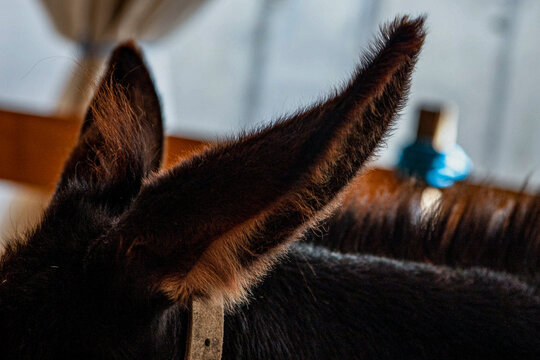 รูปภาพMula – เลือกดูภาพถ่ายสต็อก เวกเตอร์ และวิดีโอ1,629 | Adobe Stock