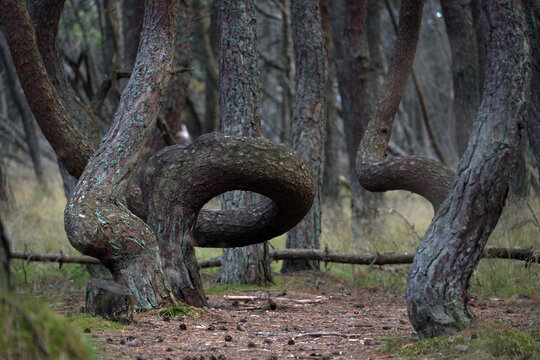 "Dancing Forest" Images – Browse 303 Stock Photos, Vectors, and Video ...