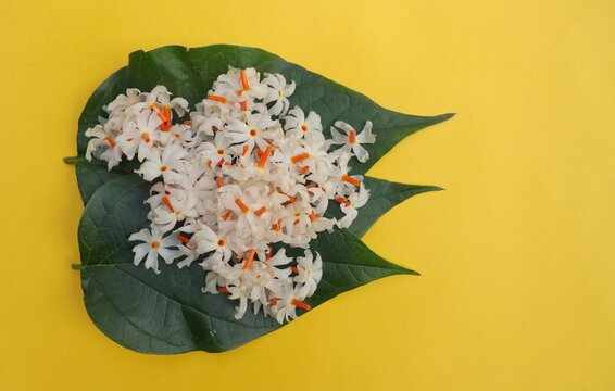 Imágenes de Parijat: descubre bancos de fotos, ilustraciones, vectores ...