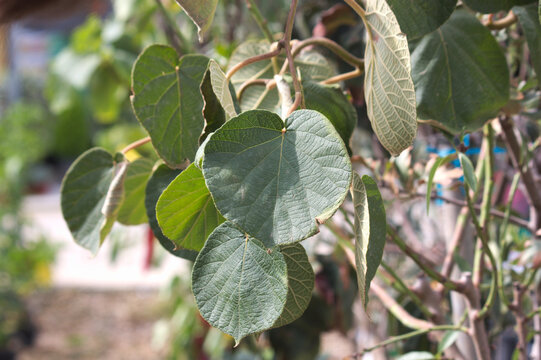 Kiwi Plant Leaves