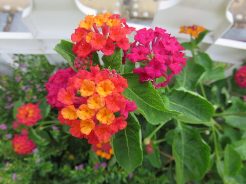 Tickberry Images – Browse 509 Stock Photos, Vectors, and Video | Adobe ...