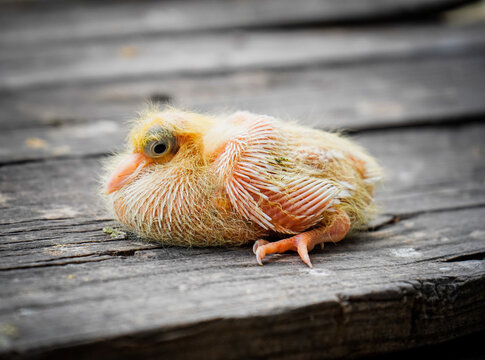 Taubenbabys Bilder – Durchsuchen 11,563 Archivfotos, Vektorgrafiken und ...