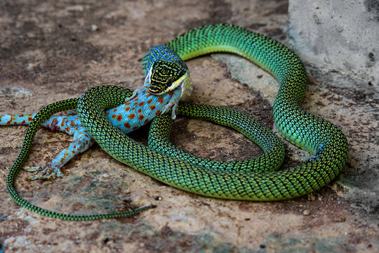 รูปภาพChrysopelea – เลือกดูภาพถ่ายสต็อก เวกเตอร์ และวิดีโอ355 | Adobe Stock