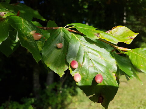 Blattern Images – Browse 29 Stock Photos, Vectors, and Video | Adobe Stock