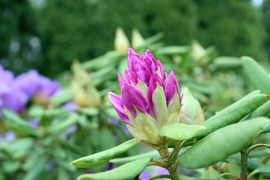 Al-Rababa bilder – Bläddra bland 174 stockfoton, vektorer och videor ...