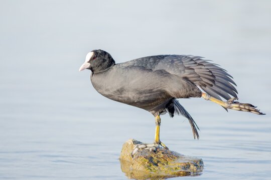 "Common Coot" Images – Browse 17,357 Stock Photos, Vectors, and Video ...