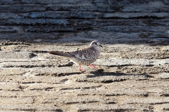 รูปภาพKurokutok – เลือกดูภาพถ่ายสต็อก เวกเตอร์ และวิดีโอ1,546 | Adobe Stock