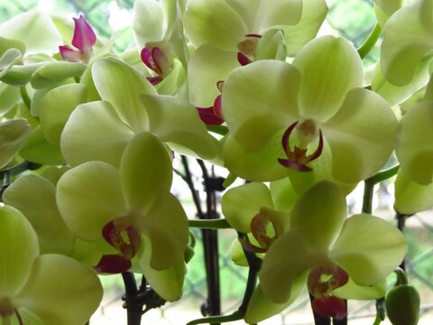 「Orchidis」の画像 - 19 件の Stock 写真、ベクターおよびビデオ | Adobe Stock