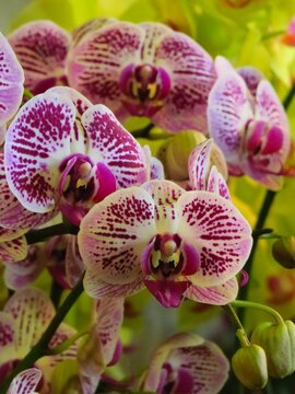 「Orchidis」の画像 - 19 件の Stock 写真、ベクターおよびビデオ | Adobe Stock
