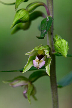 "Zygomorphe Bilder – Durchsuchen 154 Archivfotos, Vektorgrafiken und ...
