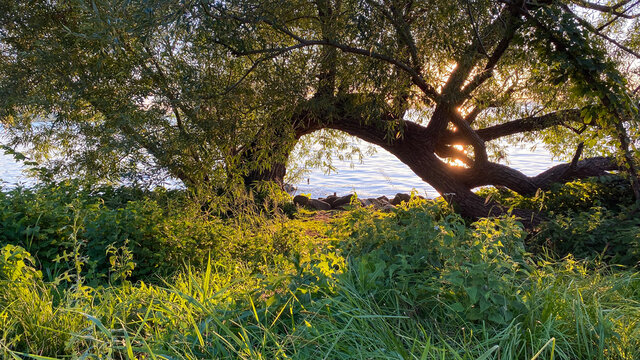 "Bending Tree" Images – Browse 63 Stock Photos, Vectors, and Video ...