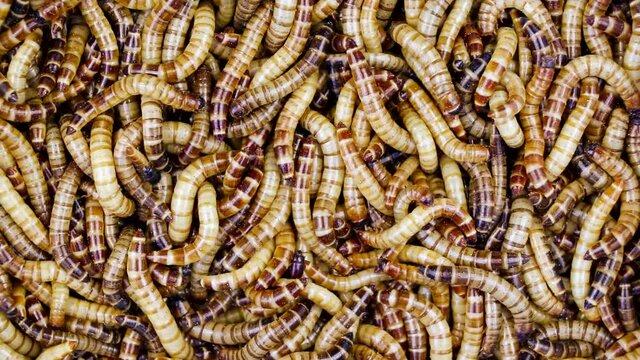 Superworm Bilder – Durchsuchen 410 Archivfotos, Vektorgrafiken und ...