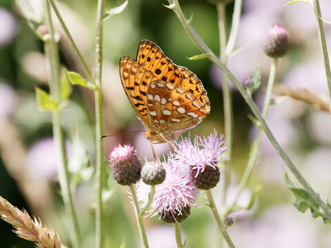 「Ocelles」の画像 - 340 件の Stock 写真、ベクターおよびビデオ | Adobe Stock