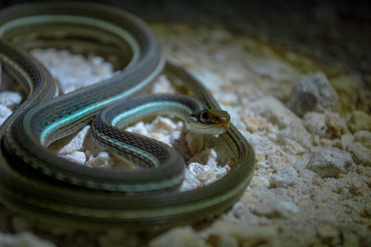 "Ribbon Snake" Images – Browse 227 Stock Photos, Vectors, and Video ...