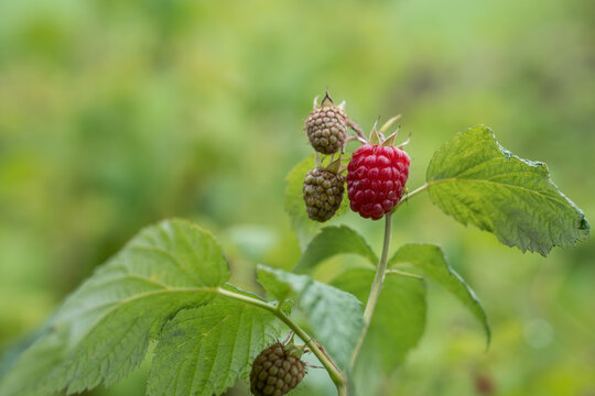 「Himbeer-Strauch」の写真素材 | 289件の無料イラスト画像 | Adobe Stock
