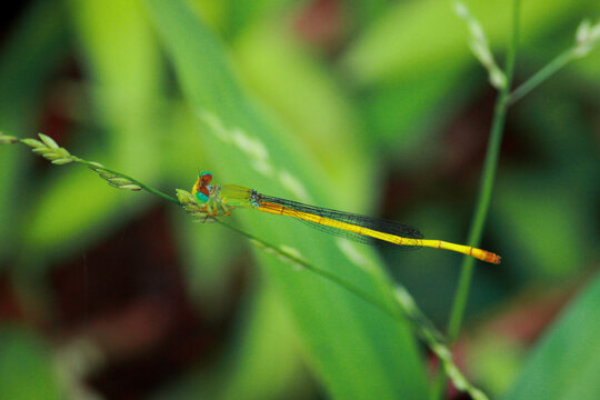 Thumbi Images – Browse 18 Stock Photos, Vectors, and Video | Adobe Stock