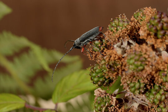 รูปภาพInsecto – เลือกดูภาพถ่ายสต็อก เวกเตอร์ และวิดีโอ2,813,180 | Adobe ...