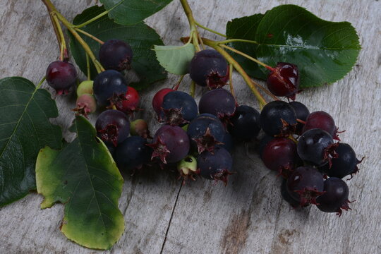 รูปภาพJuneberry – เลือกดูภาพถ่ายสต็อก เวกเตอร์ และวิดีโอ3,740 | Adobe Stock