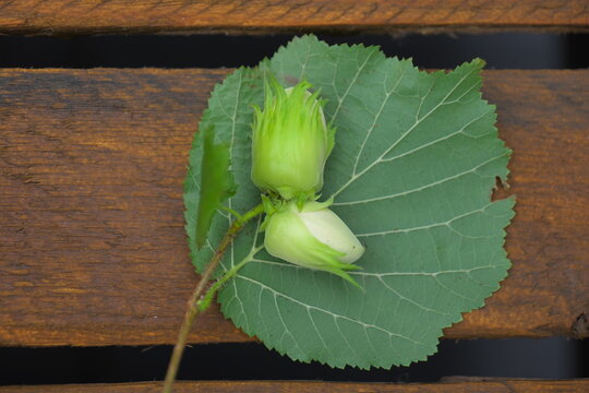 Haselnussblatt Bilder – Durchsuchen 1,240 Archivfotos, Vektorgrafiken ...