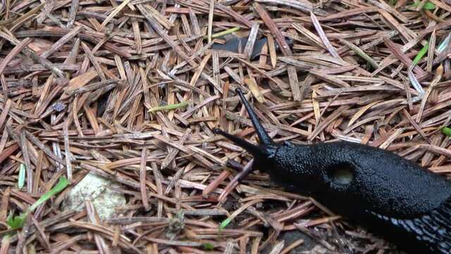 Imágenes de Slug: descubre bancos de fotos, ilustraciones, vectores y ...