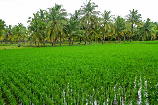 Rice Plant Field