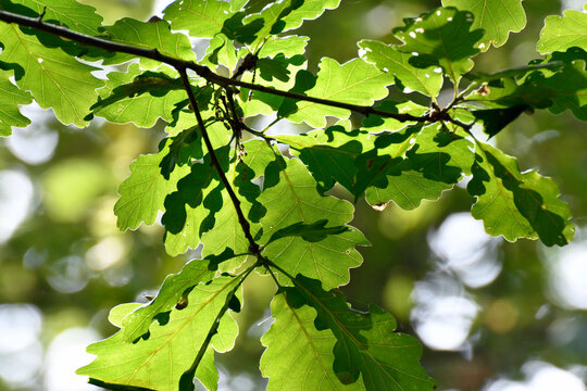 「Eichenlaub」の写真素材 | 1,786件の無料イラスト画像 | Adobe Stock