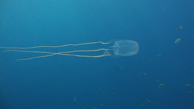 Cubozoa Bilder – Durchsuchen 488 Archivfotos, Vektorgrafiken und Videos ...