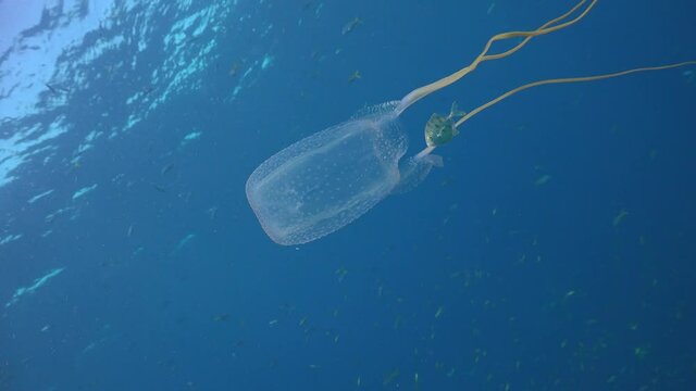 Cubozoa Bilder – Durchsuchen 488 Archivfotos, Vektorgrafiken und Videos ...