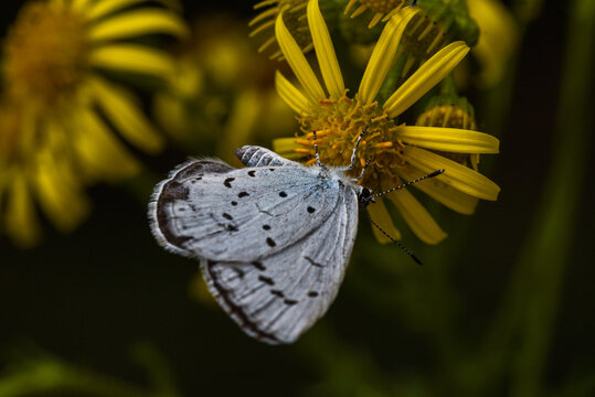 Graspollen Bilder – Durchsuchen 5,326 Archivfotos, Vektorgrafiken und ...