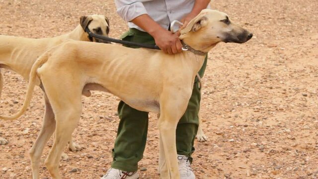 "Arabian Greyhound"-Bilder: Stock-Fotos & -Videos. | Adobe Stock