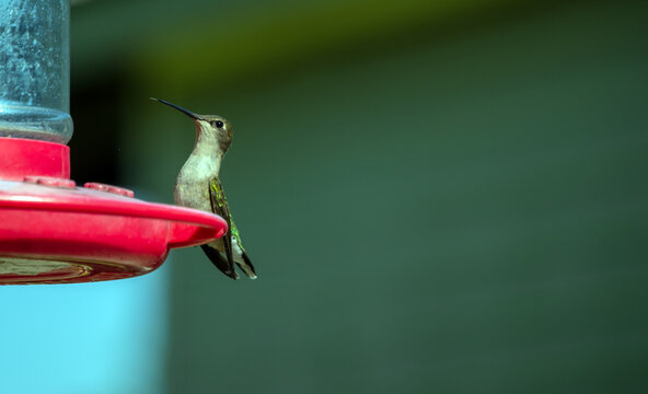 Flickertail Bilder – Durchsuchen 267 Archivfotos, Vektorgrafiken und ...