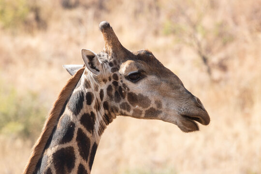 Ossicones Images – Browse 683 Stock Photos, Vectors, and Video | Adobe ...