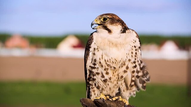 Falconer bilder – Bläddra bland 17,715 stockfoton, vektorer och videor ...
