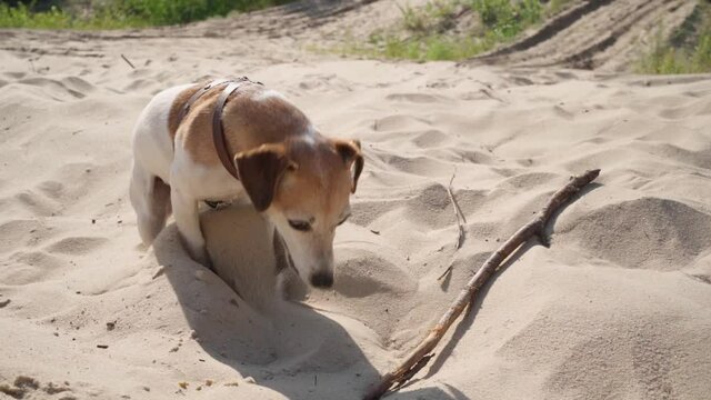 "Dog Digging" Images – Browse 105 Stock Photos, Vectors, and Video ...