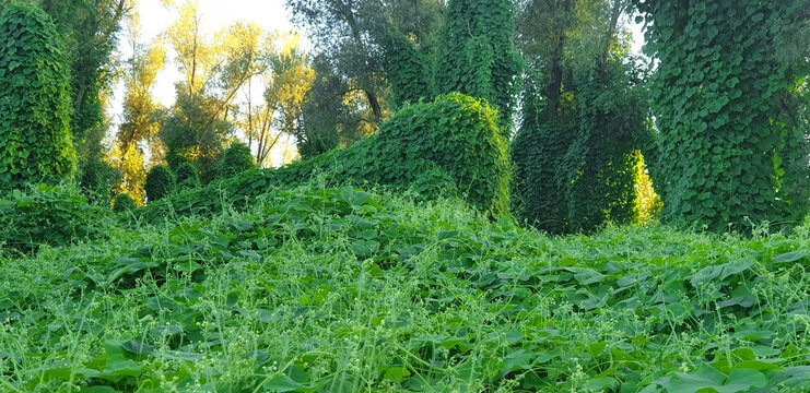 Kudzu Billeder – Gennemse 3,873 stockfotos, vektorer og videoer | Adobe ...