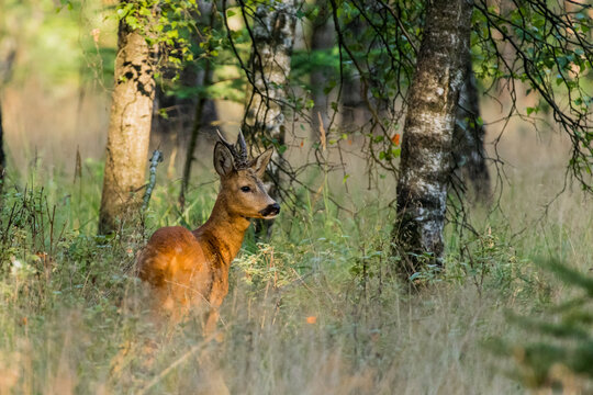 รูปภาพRoebuck – เลือกดูภาพถ่ายสต็อก เวกเตอร์ และวิดีโอ84,065 | Adobe Stock