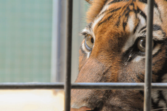 Zooo Images – Browse 46 Stock Photos, Vectors, and Video | Adobe Stock