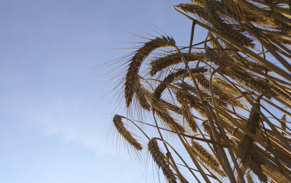 Weizenpflanze Images – Browse 25 Stock Photos, Vectors, and Video ...