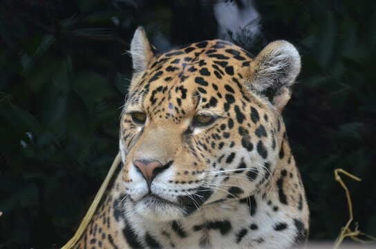 Wild-Animals bilder – Bläddra bland 283 stockfoton, vektorer och videor ...