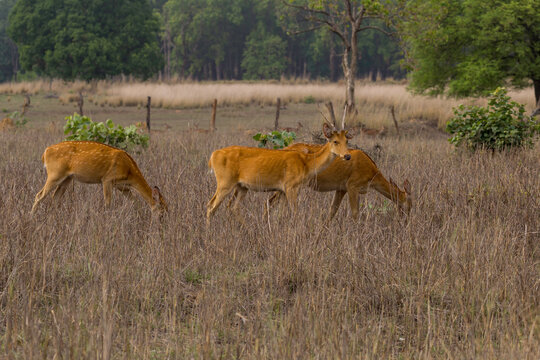 รูปภาพBarasingha – เลือกดูภาพถ่ายสต็อก เวกเตอร์ และวิดีโอ653 | Adobe Stock