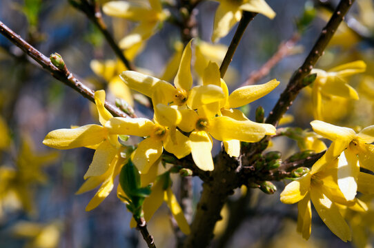 Forsycja bilder – Bläddra bland 289 stockfoton, vektorer och videor ...