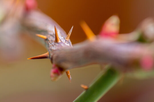 รูปภาพDorn – เลือกดูภาพถ่ายสต็อก เวกเตอร์ และวิดีโอ18,147 | Adobe Stock