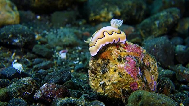 รูปภาพRhinophore – เลือกดูภาพถ่ายสต็อก เวกเตอร์ และวิดีโอ567 | Adobe Stock