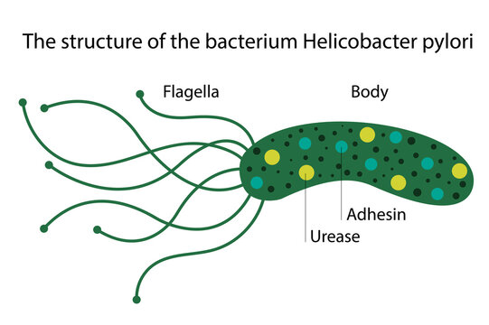 "Helicobacter Pylori" Images – Browse 1,839 Stock Photos, Vectors, and ...