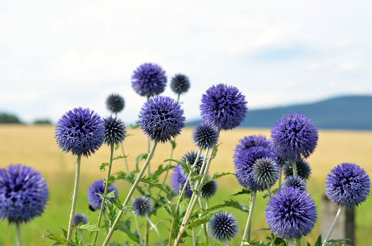 Distelarten-Bilder: Stock-Fotos & -Videos. | Adobe Stock