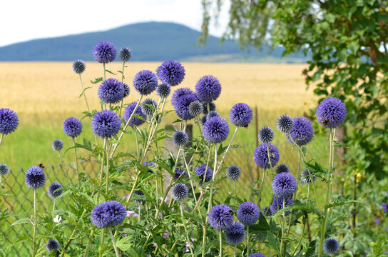 Distelarten-Bilder: Stock-Fotos & -Videos. | Adobe Stock