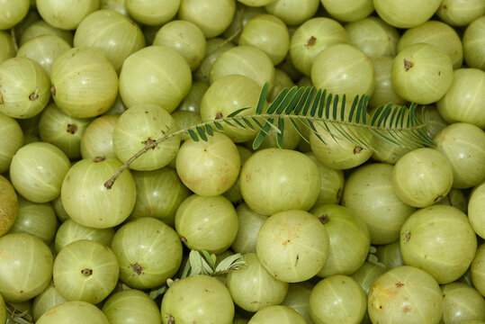 Nellikka Images – Browse 99 Stock Photos, Vectors, and Video | Adobe Stock