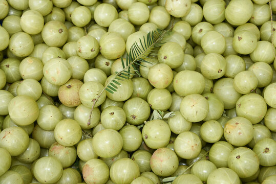 Nellikka Images – Browse 99 Stock Photos, Vectors, and Video | Adobe Stock