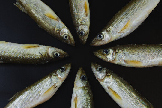Navaga-Bilder: Stock-Fotos & -Videos. | Adobe Stock